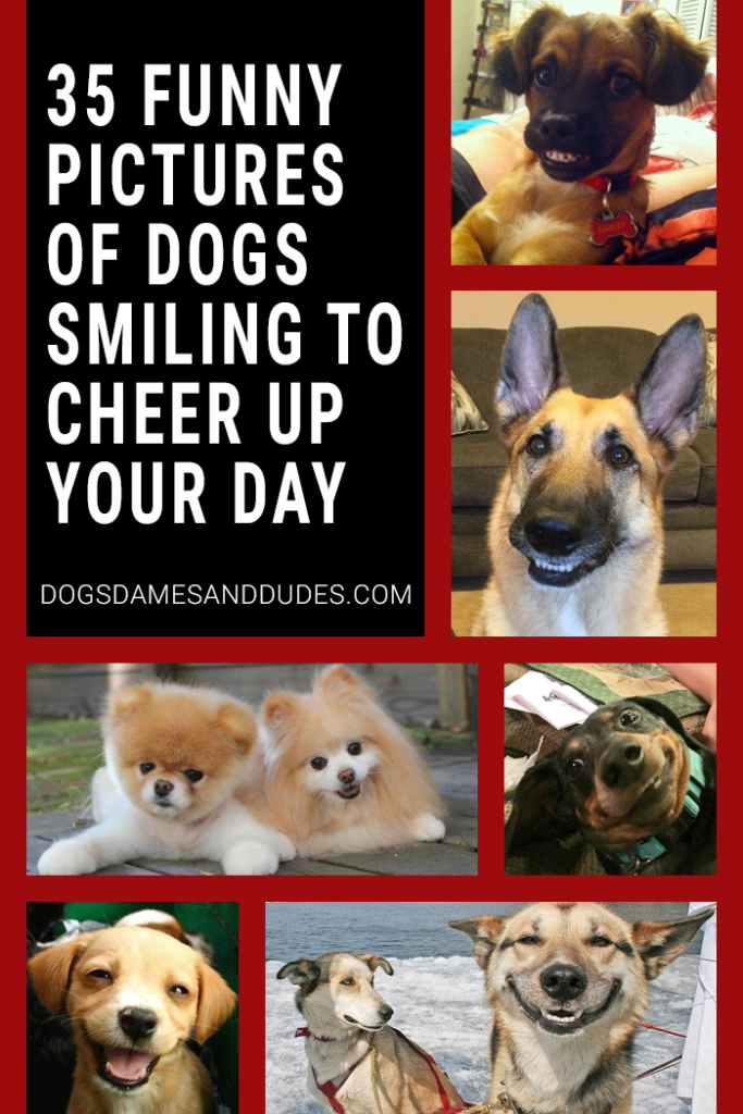 35 Funny Pictures Of Dogs Smiling To Cheer Up Your Day - Dogs, Dames ...