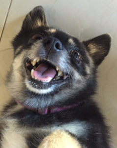 35 Funny Pictures Of Dogs Smiling To Cheer Up Your Day