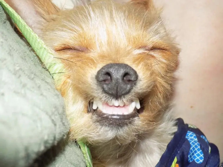 35 Funny Pictures Of Dogs Smiling To Cheer Up Your Day - Dogs, Dames ...