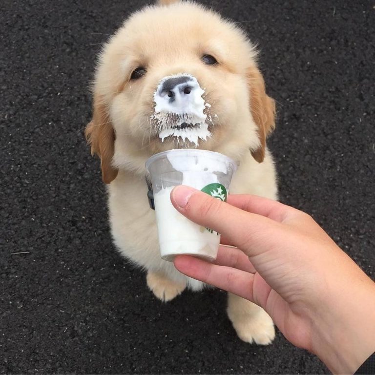 Starbucks Secret Menu: Puppuccino - Dogs, Dames And Dudes