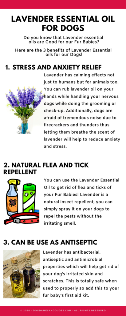 Essential Oils For Dogs - Dogs, Dames And Dudes
