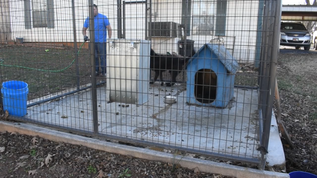 The Best Way To Clean Your Dog Kennel In Just 5 Minutes - Dogs, Dames ...