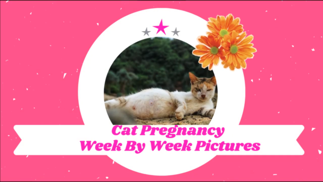 Cat Pregnancy Timelapse Week-By-Week - Dogs, Dames And Dudes