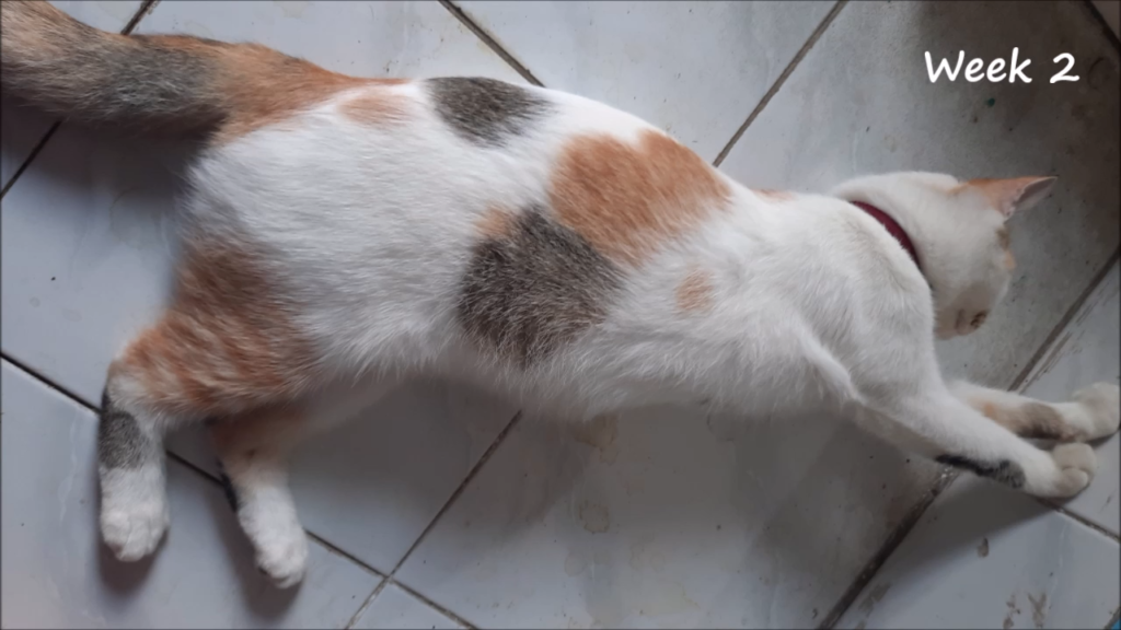 Cat Pregnancy Timelapse Week-By-Week - Dogs, Dames And Dunes