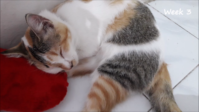 Cat Pregnancy Timelapse Week-By-Week - Dogs, Dames And Dudes