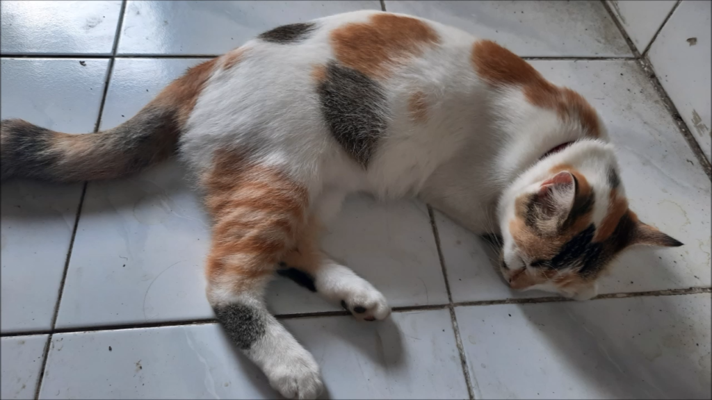 Cat Pregnancy Timelapse Week-By-Week - Dogs, Dames And Dudes