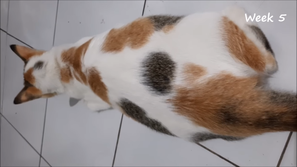Cat Pregnancy Timelapse Week-By-Week - Dogs, Dames And Dudes
