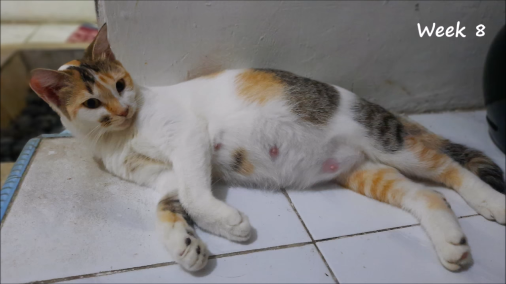Cat Pregnancy Timelapse Week-By-Week - Dogs, Dames And Dudes